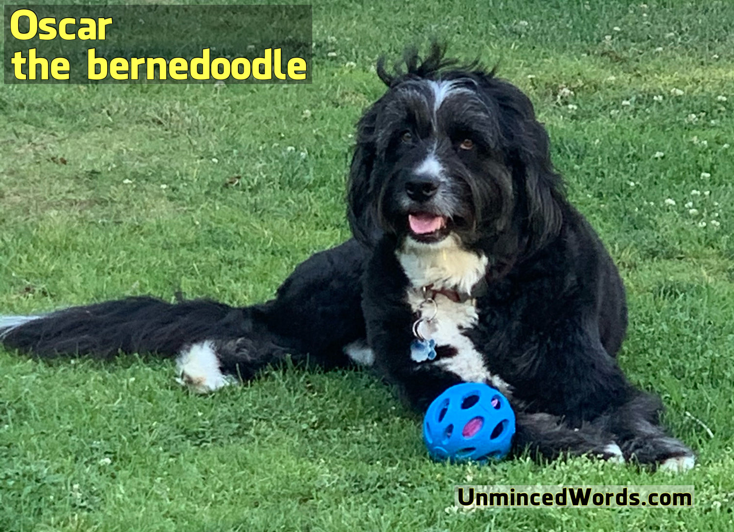 My dog > your dog. – Unminced Words